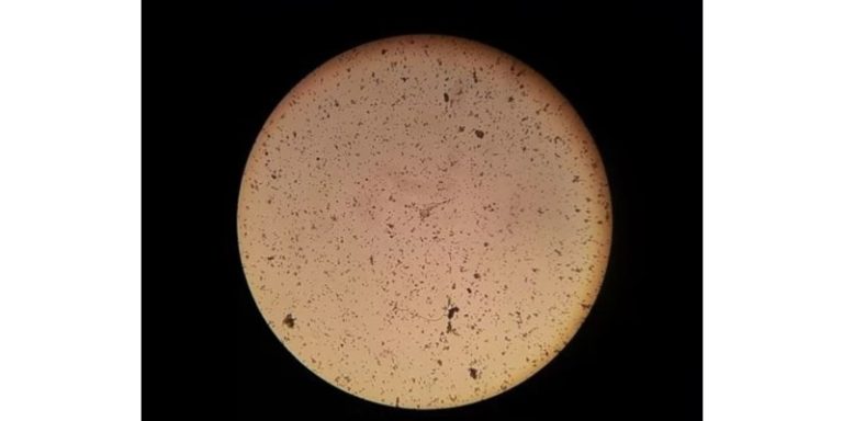 What is Microscope Field of View? – Microscope Clarity