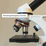 16 Parts of a Compound Microscope: Diagrams and Video – Microscope Clarity