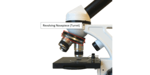 Microscope Nosepiece: Explained – Microscope Clarity