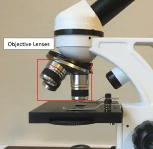 16 Parts of a Compound Microscope: Diagrams and Video – Microscope Clarity