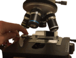 The Stage of a Microscope: Where the Story is Told – Microscope Clarity