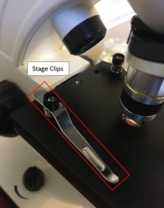 16 Parts of a Compound Microscope: Diagrams and Video – Microscope Clarity