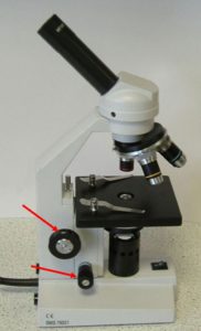 Microscope Coarse Adjustment and Fine Adjustment: Explained ...