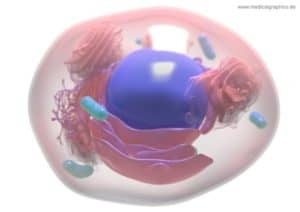 Cell Membrane Explained: Here’s Everything You Need to Know ...