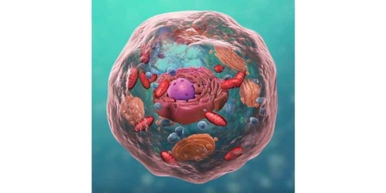 Cell Organelles: The Organs of the Cell – Microscope Clarity