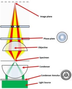 Phase Contrast Microscopy: A Simple Explanation – Microscope Clarity