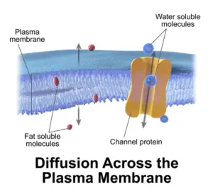 Cell Membrane Explained: Here’s Everything You Need to Know ...