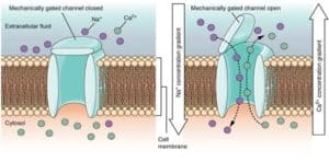 Cell Membrane Explained: Here’s Everything You Need to Know ...
