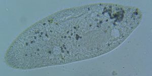 Paramecium: Everything You Need to Know – Microscope Clarity