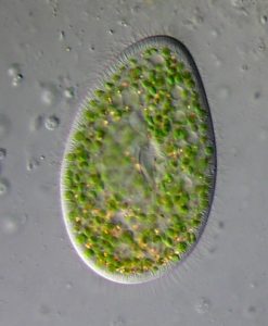 Paramecium: Everything You Need to Know – Microscope Clarity