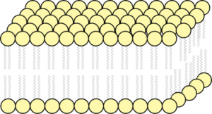 Cell Membrane Explained: Here’s Everything You Need to Know ...