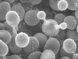 Fungi Explained: Here is What You Need to Know – Microscope Clarity