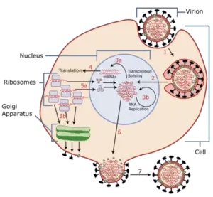 Cell Membrane Explained: Here’s Everything You Need to Know ...