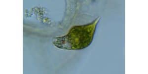Euglena: A Quick Overview – Microscope Clarity