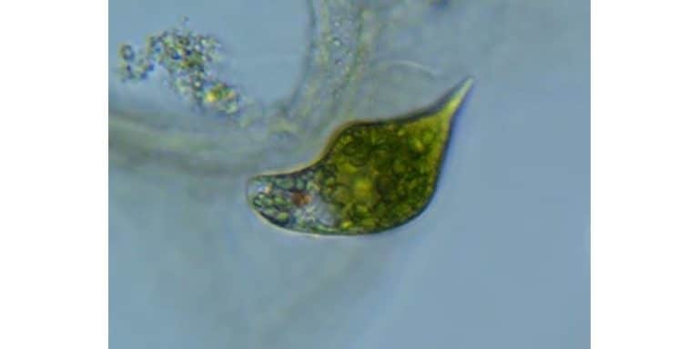 Euglena: A Quick Overview – Microscope Clarity