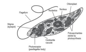 Euglena: A Quick Overview – Microscope Clarity