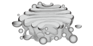 What is the Golgi Apparatus? – Microscope Clarity