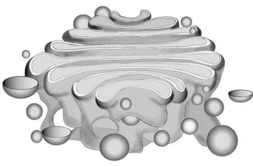 What is the Golgi Apparatus? – Microscope Clarity