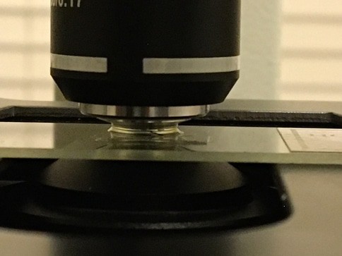 Microscope Coarse Adjustment and Fine Adjustment: Explained ...