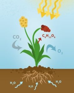 Autotroph, Heterotroph, and Energy Flow Explained – Microscope Clarity