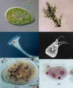 Protozoa: Explained – Microscope Clarity