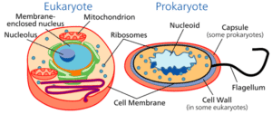 The Cell Nucleus: A Brief Overview – Microscope Clarity