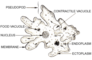 What is an Amoeba? – Microscope Clarity