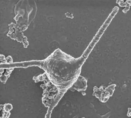 Archaea: Ancient Microorganisms – Microscope Clarity