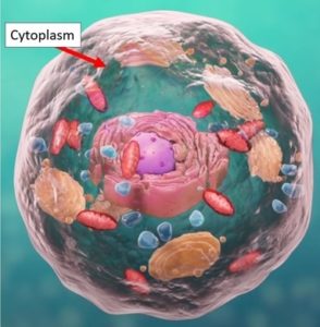 Cytoplasm Explained – Microscope Clarity