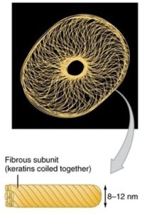 Cytoplasm Explained – Microscope Clarity