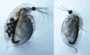 Daphnia: A Full Overview – Microscope Clarity