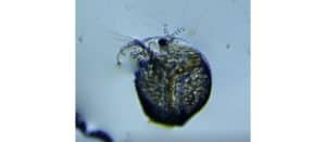 Daphnia: A Full Overview – Microscope Clarity