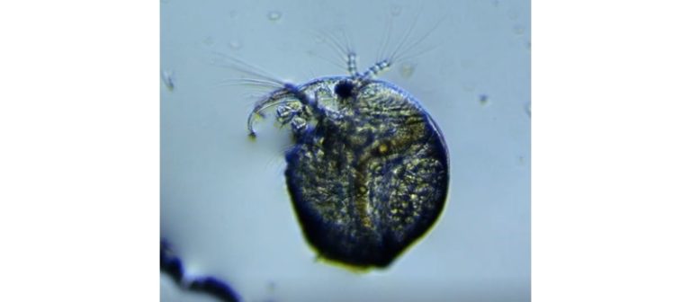 Daphnia: A Full Overview – Microscope Clarity