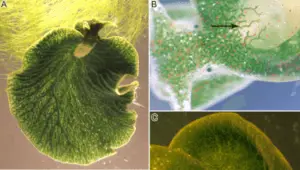 What are Chloroplasts? – Microscope Clarity