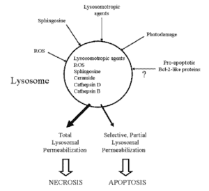 Lysosomes: Structure, Function, and Processes – Microscope Clarity