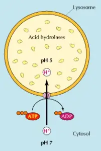 Lysosomes: Structure, Function, and Processes – Microscope Clarity