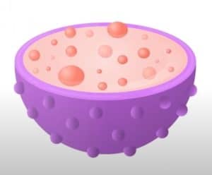 Lysosomes: Structure, Function, and Processes – Microscope Clarity