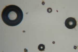 Wet Mount Slide: A Complete Guide – Microscope Clarity