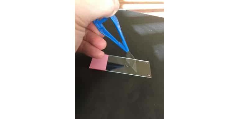 Wet Mount Slide: A Complete Guide – Microscope Clarity