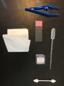 Wet Mount Slide: A Complete Guide – Microscope Clarity