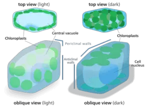 Plastids: Everything You Need to Know and More – Microscope Clarity
