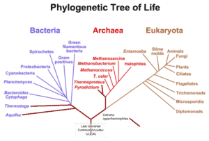 Ribosomes: Everything You Need to Know – Microscope Clarity