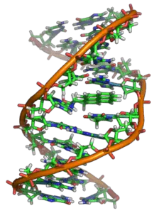 Ribosomes: Everything You Need to Know – Microscope Clarity