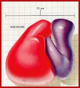 Ribosomes: Everything You Need to Know – Microscope Clarity