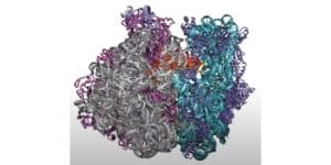 Ribosomes: Everything You Need to Know – Microscope Clarity