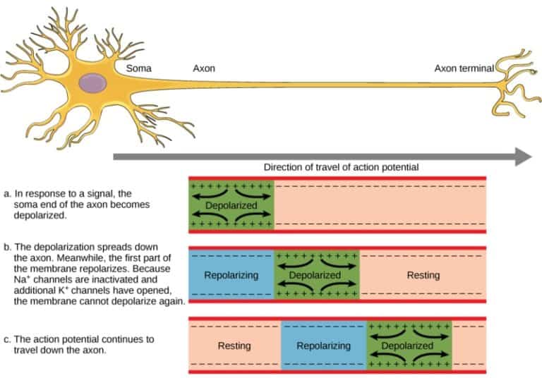 The Neuron (Nerve Cell): A Full Overview – Microscope Clarity