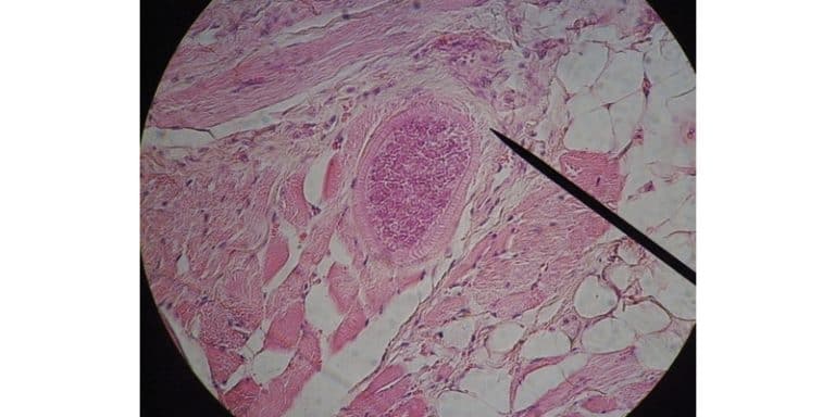 How to Use a Microscope Pointer – Microscope Clarity