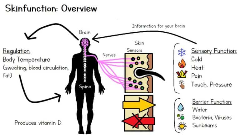 Epidermal Cells: A Complete Overview – Microscope Clarity Epidermal Cells: A Complete Overview – Microscope Clarity