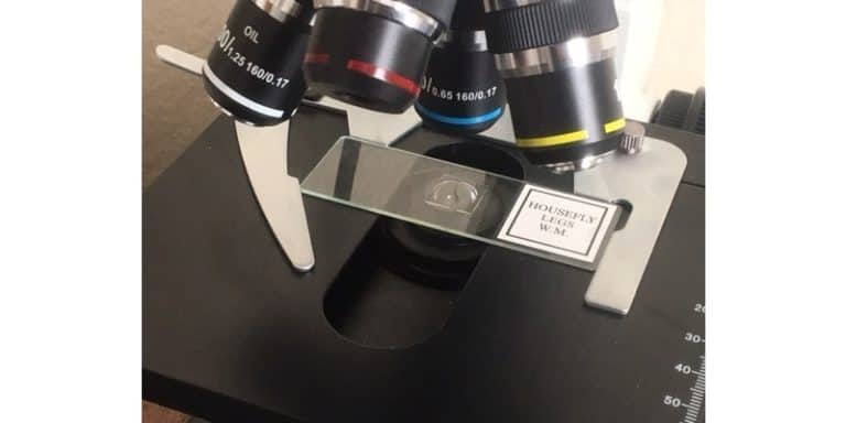 Microscope Slide Preparation – Microscope Clarity