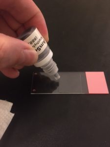Microscope Slide Staining: What Is It and How to Do It – Microscope Clarity